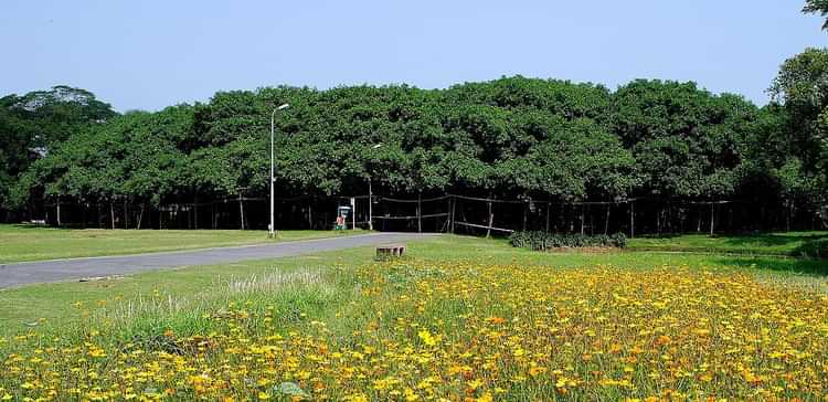 Over 250 Year Old The Great Banyan Tree - ये कोई जंगल नहीं बल्कि एक ...