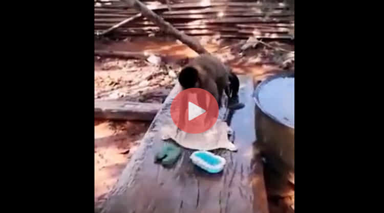 It Seems A Married Monkey Washing Clothes, Video Breaks Internet - लगता ...