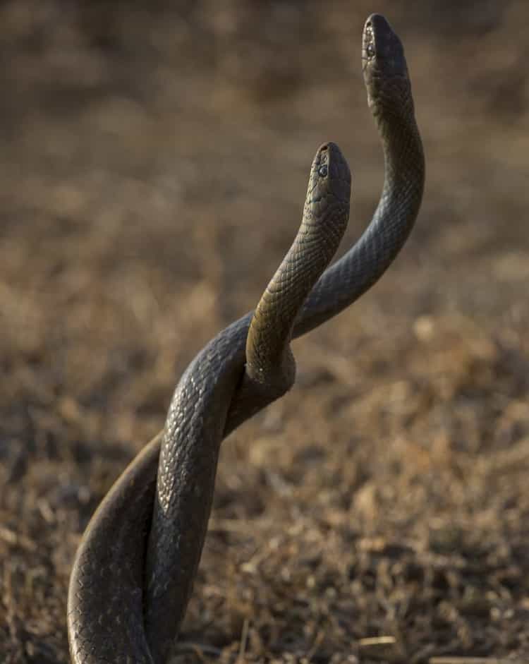 Viral Video Of Two Snakes 'dancing' At A Golf Course - गोल्फ कोर्स के ...