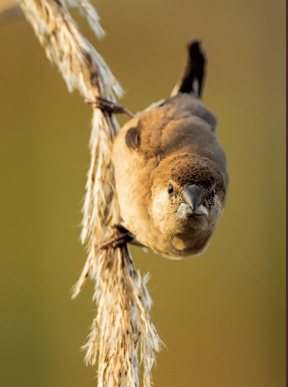 Social Media Users Share Hilarious Photos Of Bird Giving Killer Look ...
