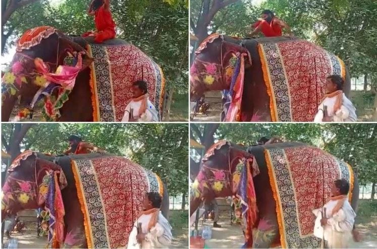 Viral Video Of Baba Ramdev Fell Down While Doing Yoga On Elephant ...