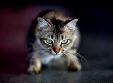 Know The Story Of Angry Cat Kitzia Become Internet Sensation - इस ...