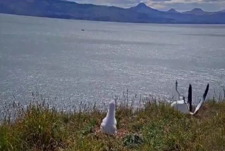 Viral Video Shows Bird Albatross Ground Landing Got Failed See Full ...