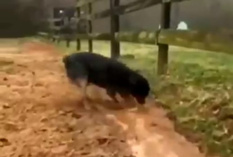 The Dog Dug Up The Field In Seconds People Said The Dog Will Solve The ...