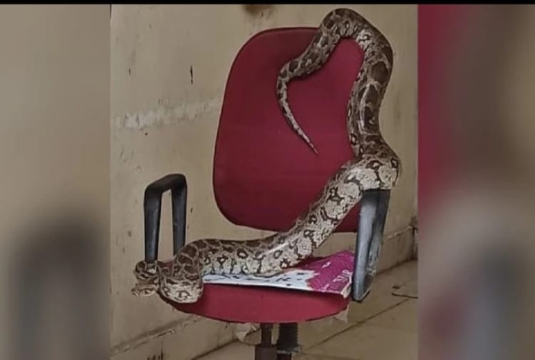 A Large Python Spotted Sitting On Chair Pic Goes Viral On Social Media ...