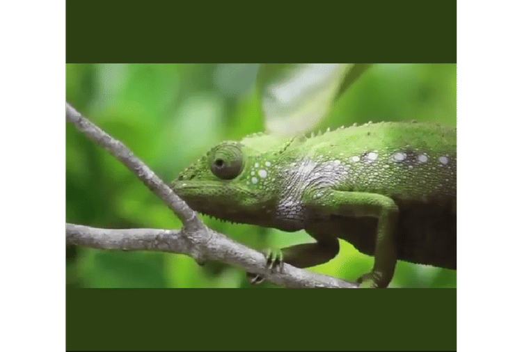Viral Video On Twitter Chameleon Or Girgit Changes Seven Colors With 2 ...