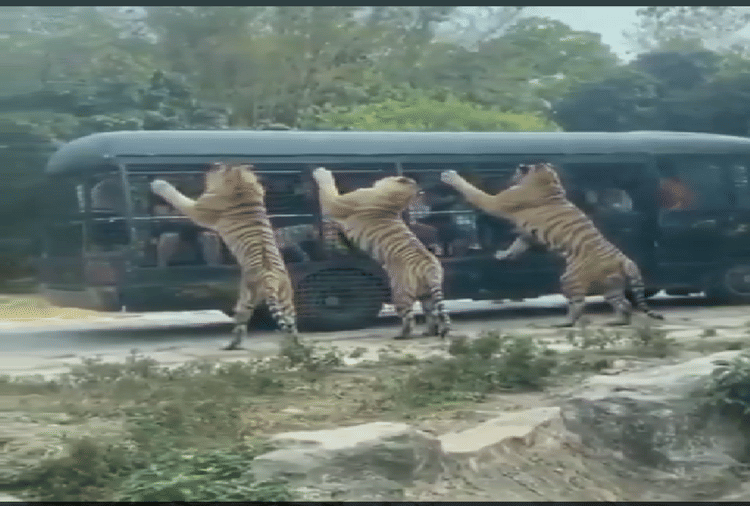 Tiger In Tourist Bus Video Of Tourist Bus Surrounded By Tigers Goes ...
