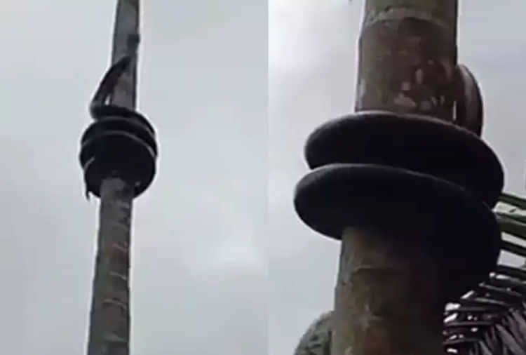 How Python Used To Climb Tree Video Goes Viral On Social Media - Viral ...