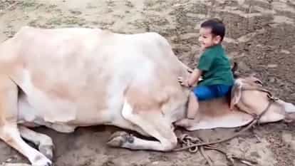 Cow Viral Video: Child Was Seen Playing With Cow Cute Video Viral - Cow ...