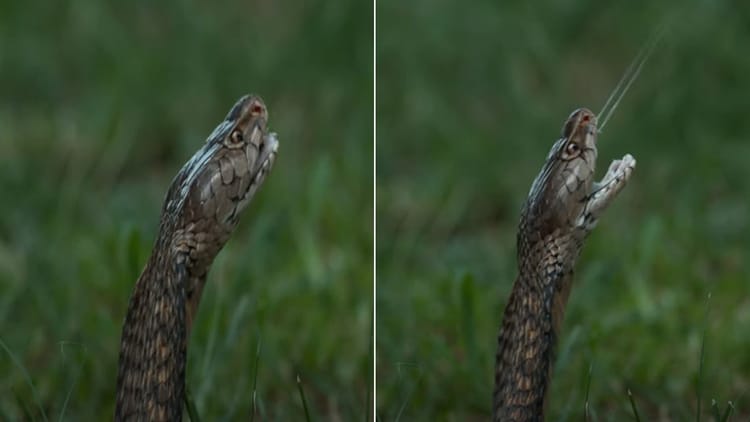 Snake Attack Dangerous Video Of Spitting Venom Went Viral On Social ...