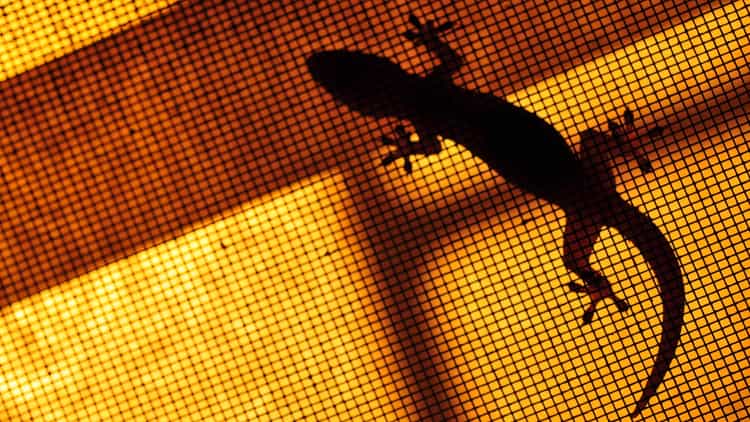 Lizard: Spotting Lizard On The Day Of Diwali Auspicious Or Inauspicious ...