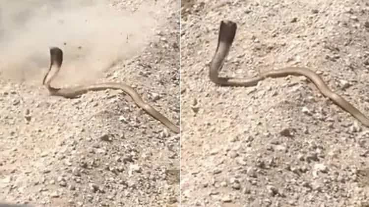 King Cobra Attack Video: Man Missed The Target While Shooting Cobra ...