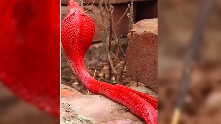 Red Colour Cobra Red Spitting Cobra Viral Video - Viral Video: सांप की ...