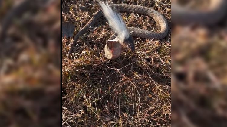 Hair Snake Video Is Going Viral On Social Media - Snake Viral Video ...