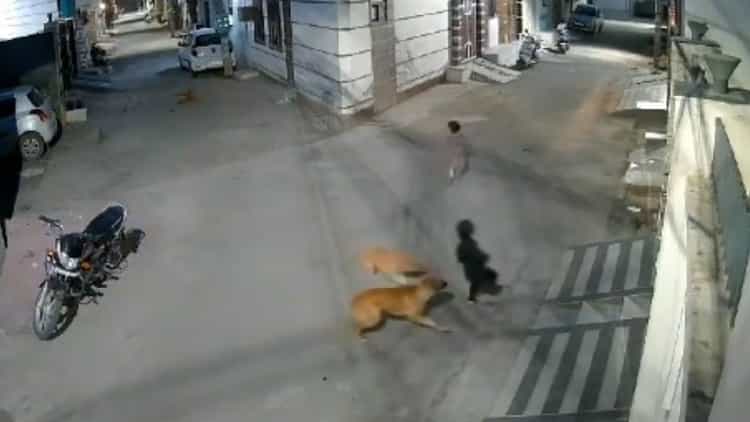Stray Dogs Attack Kid In Residential Area Video Goes Viral On Social ...