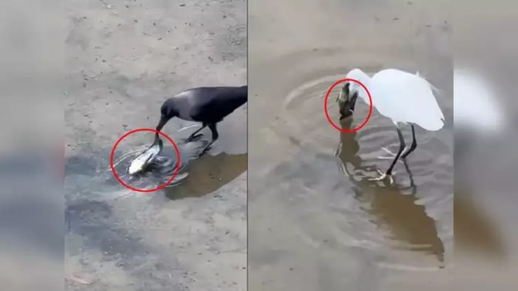 Viral Video: Bagula Saved The Life Of The Suffering Fish - Viral Video ...