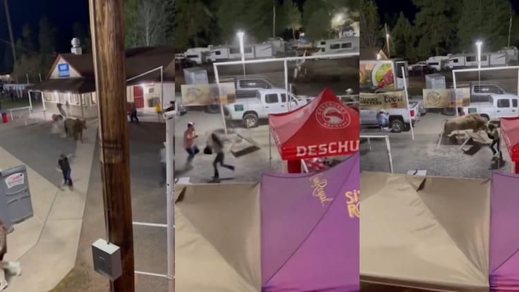 Rodeo Jumped The Fence Bull Attack Video Goes Viral On Social Media ...