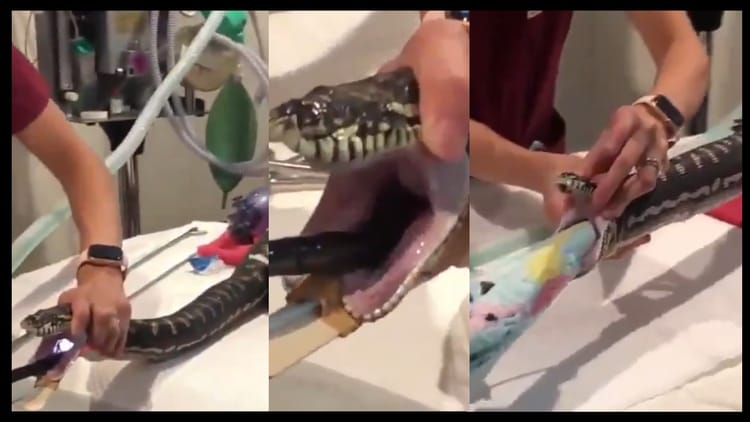 Python Swallowed A Big Beach Towel Animal Doctors Shoked Video Goes ...