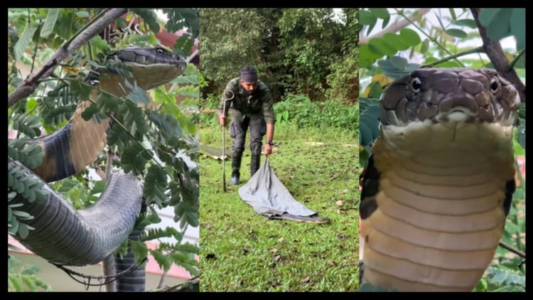 12 Foot Long Giant Cobra Hidden In Tree Shoking Tremble Video Goes ...