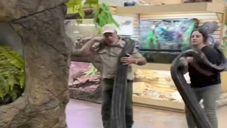 Viral Video: A Women Is Taking Python On Her Shoulder Video Is Going ...