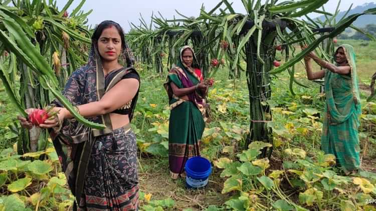 ड्रैगन फ्रूट: धान-गेहूं की जगह किसानों को भाई ड्रैगन फ्रूट की खेती ...