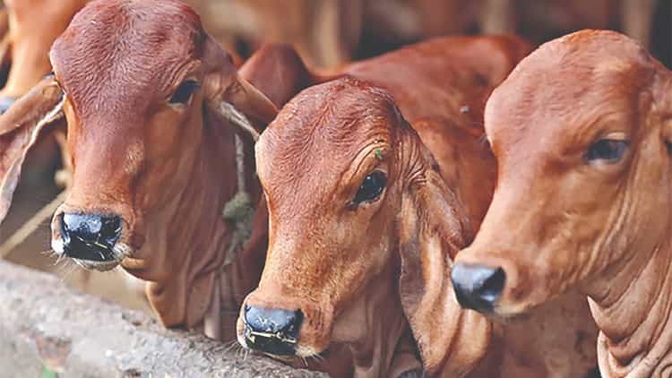 काम की बात: त्वचा में सूजन, फंगल से लेकर घाव तक, घर में करें गाय-भैंस ...