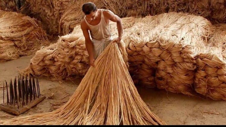 खाद्यान्नों की जूट पैकेजिंग अनिवार्य : 20% चीनी की भी जूट में पैकेजिंग ...