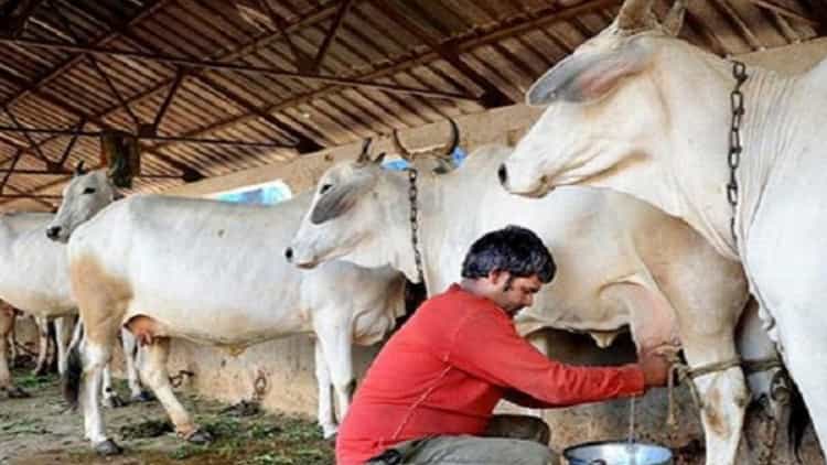 Pmry: प्रधानमंत्री रोजगार योजना में शामिल हुआ डेयरी, मुर्गीपालन, मत्स्य ...