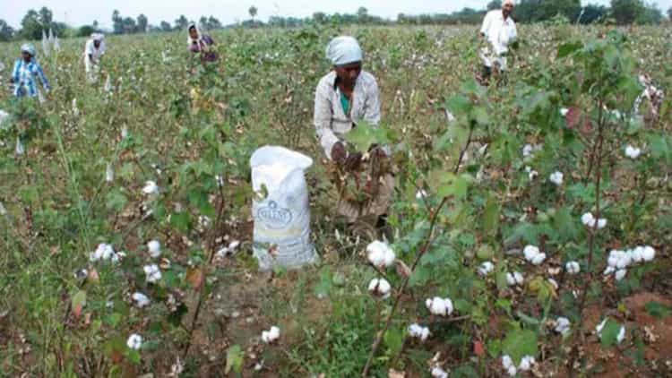 Cotton: कपास उत्पादन की लागत और आय के अंतर को कम करने के लिए क्या ...