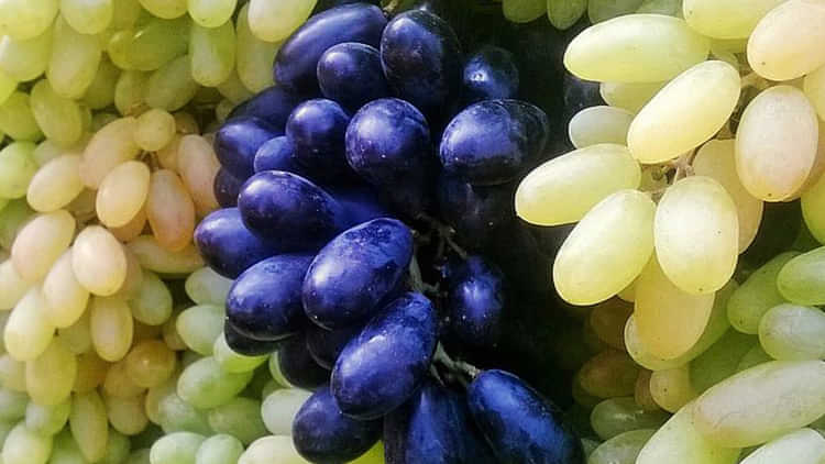 Grapes Farming: उत्तर भारत के किसानों के लिए कमाई का नया अवसर अंगूर की ...