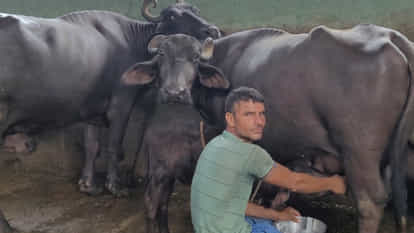 Himachal Pradesh: किसानों से गोबर खरीद रही हिमाचल सरकार, आप भी जान लें ...