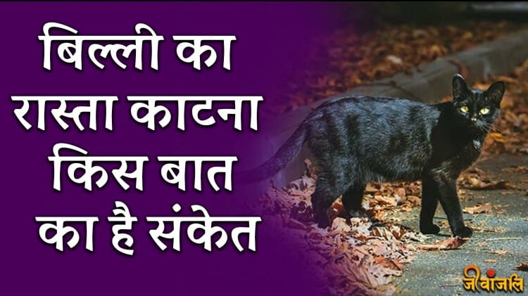 Billi Ka Rasta Katna : बिल्ली का रास्ता काटना किस बात का है संकेत ...