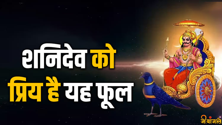 Shani Dev: शनिदेव को प्रिय है यह फूल,शनिवार को अर्पित करने से दूर होगा ...