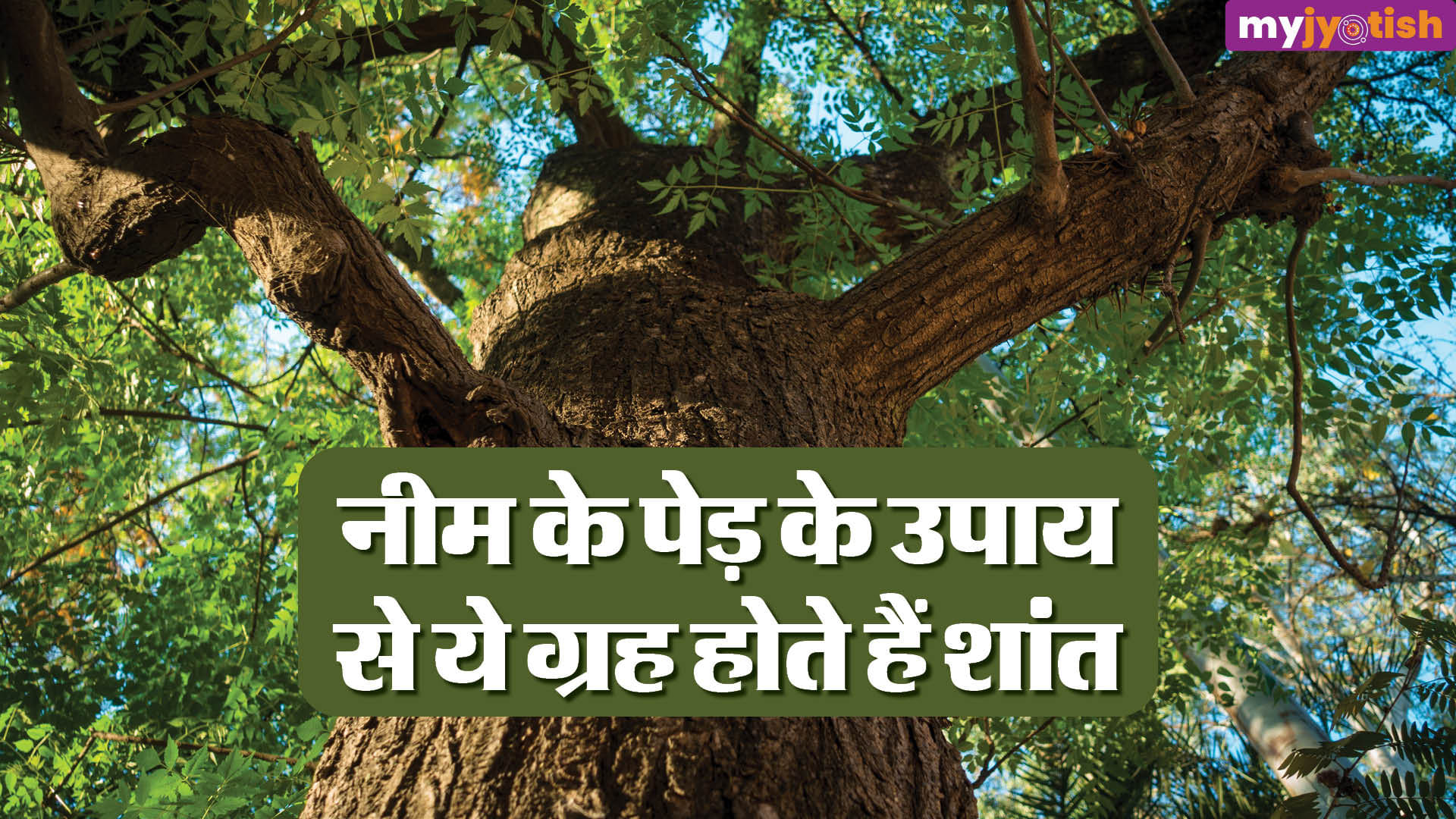 Neem Tree Ends The Ill Effects Of Mars, Saturn And Ketu, Know Its ...