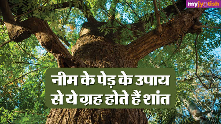 Neem Tree Ends The Ill Effects Of Mars, Saturn And Ketu, Know Its ...