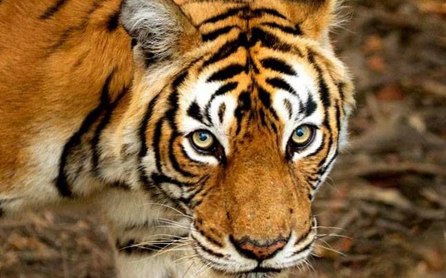 World Tiger Day 2019: Know About "machli" The Most Photographed Tigress ...