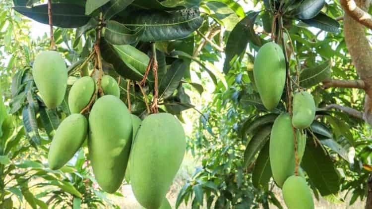 Endangered Mango Variety: 'नूरजहां' को बचाने की कोशिश कर रही सरकार, आम ...