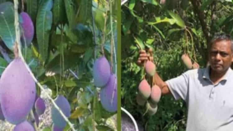 Mango Variety: बैंगनी रंग के 'चिंता आम' से मिली अंडमान के किसान को नई ...