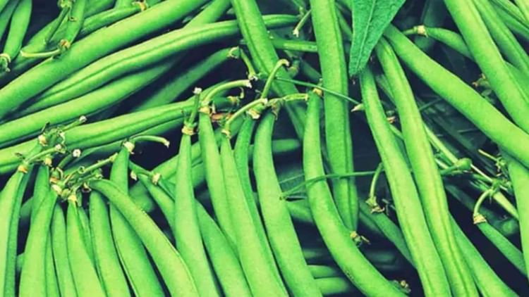 Himachal Pradesh: बाहरी मंडियों में पहाड़ी फ्रेंचबीन की मांग बढ़ने से ...