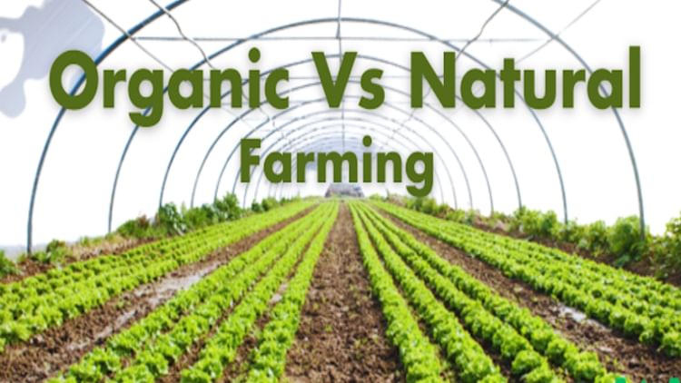 Organic Vs Natural Farming: सरल भाषा में समझिए प्राकृतिक और जैविक खेती ...