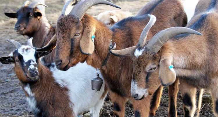 Goat Farming: बकरी पालन शुरू करने पर बिहार सरकार दे रही है 60% तक ...