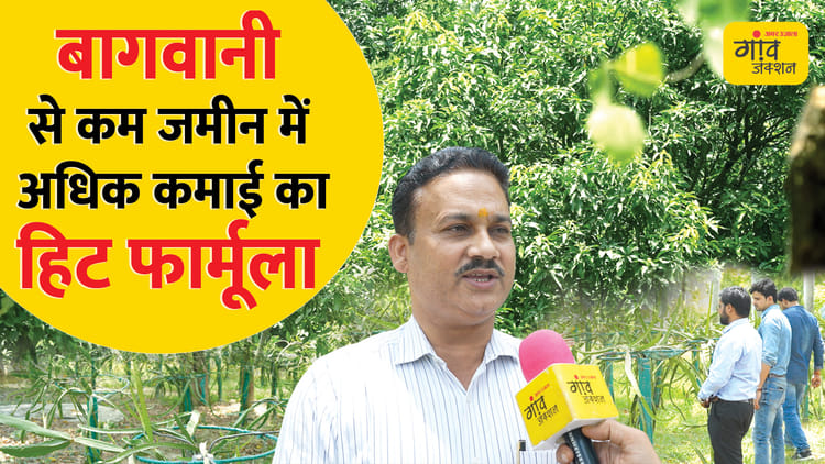 Inter-cropping : आम, ड्रैगन फ्रूट, पपीता, सब्जियों की खेती एक साथ, इस ...