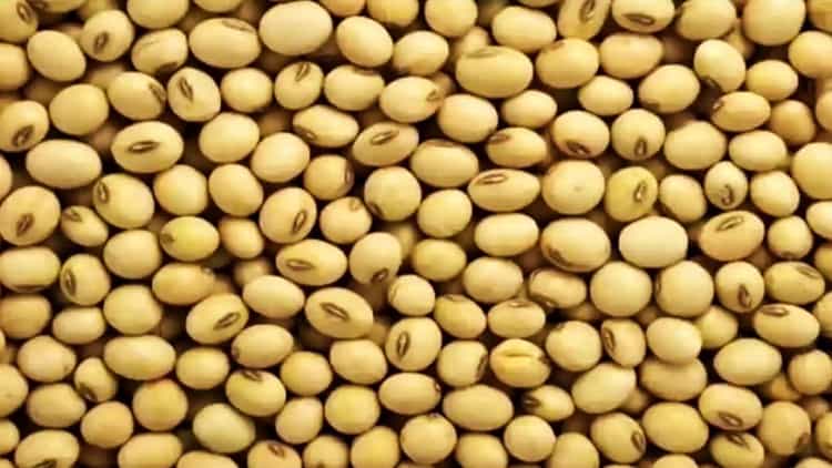 Soybean Prices: बेहतर मांग और रकबे में कमी से सोयाबीन के दाम चढ़े ...