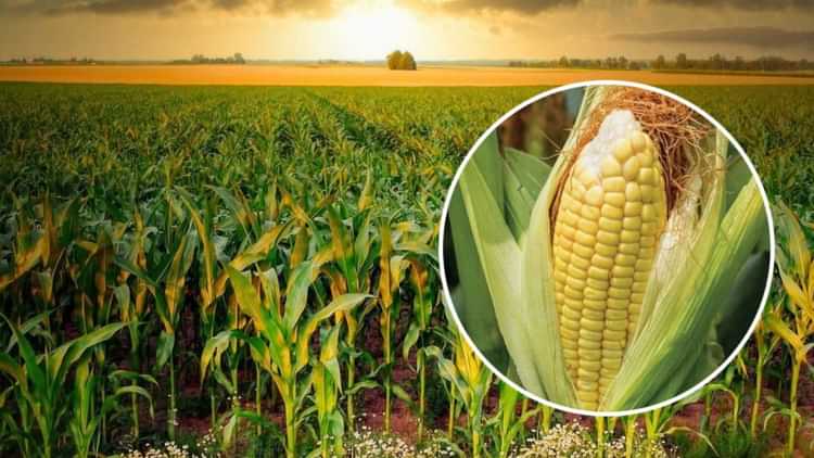 Maize: 60 दिन में प्रति एकड़ साढ़े 4 लाख की कमाई, मक्के की ये नई ...