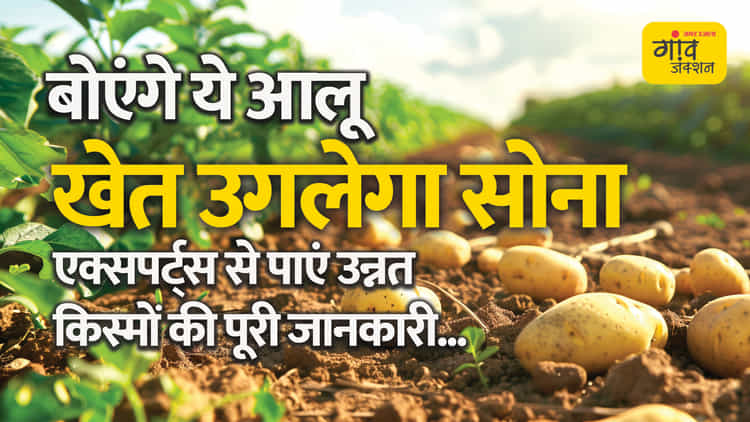 Potato Farming: बंपर पैदावार देने वाली आलू की उन्नत किस्में, पहाड़ों ...