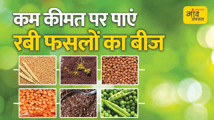 सस्ते में रबी फसलों के बीज: सरकार दे रही अनुदान, 8 रुपए में गेहूं, 42 ...