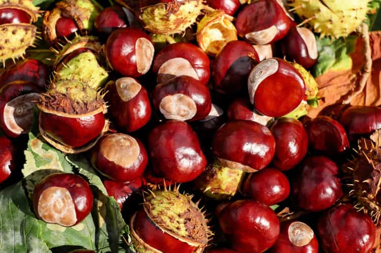 Chestnut: जलवायु परिवर्तन से सिकुड़ रही शाहबलूत की खेती, क्या ड्राई ...
