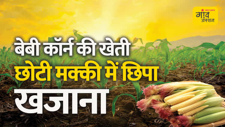 Baby Corn Farming: बेबी कॉर्न में कैसे मिलेगा बड़ा मुनाफा, जानिए इसकी ...