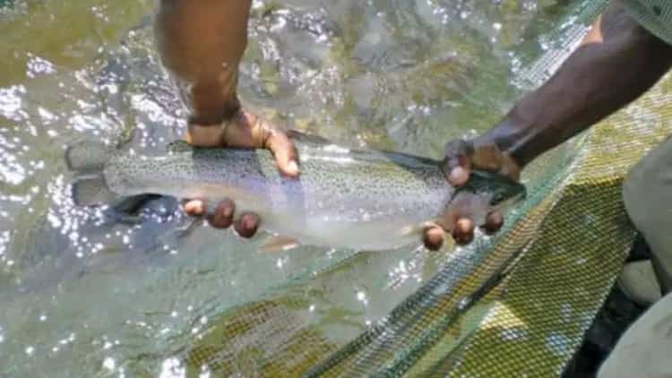 मछली पालन में बदलाव का प्लान : केंद्र की सलाह- सिर्फ एक प्रजाति पर न ...