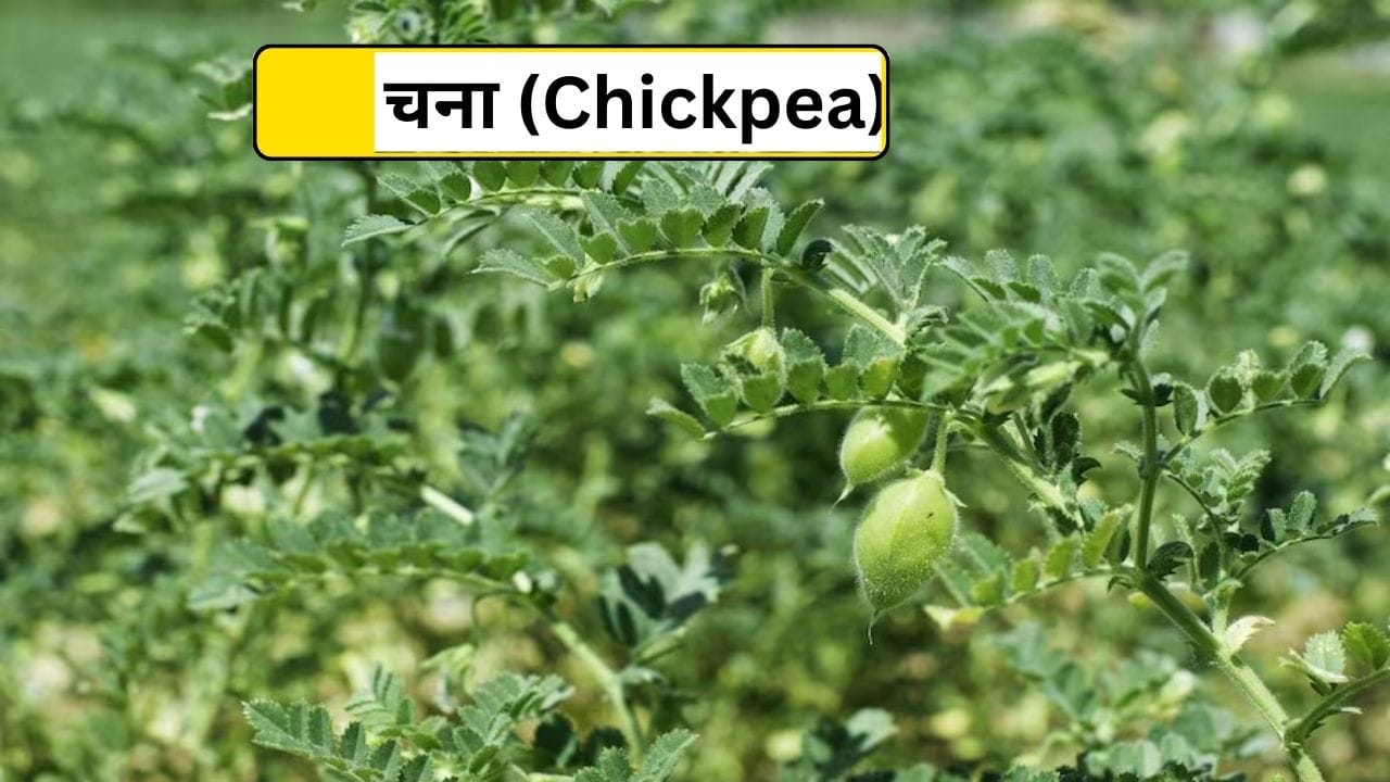 Rabi Sowing: रबी की खेती में अब मौसम की नो टेंशन, फसलों की इन उन्नत ...